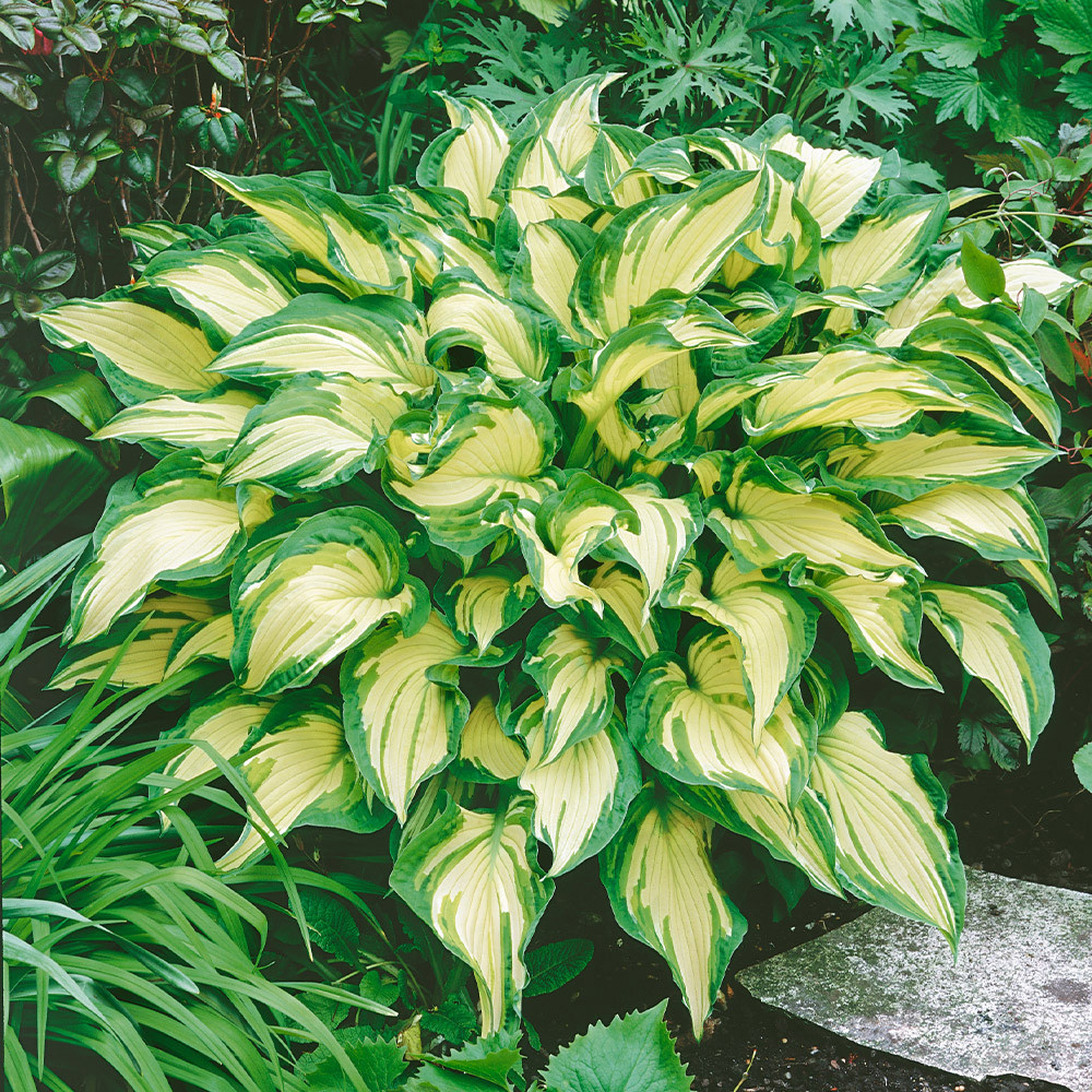 Hosta 'Fortunei Albopicta' - JParkers