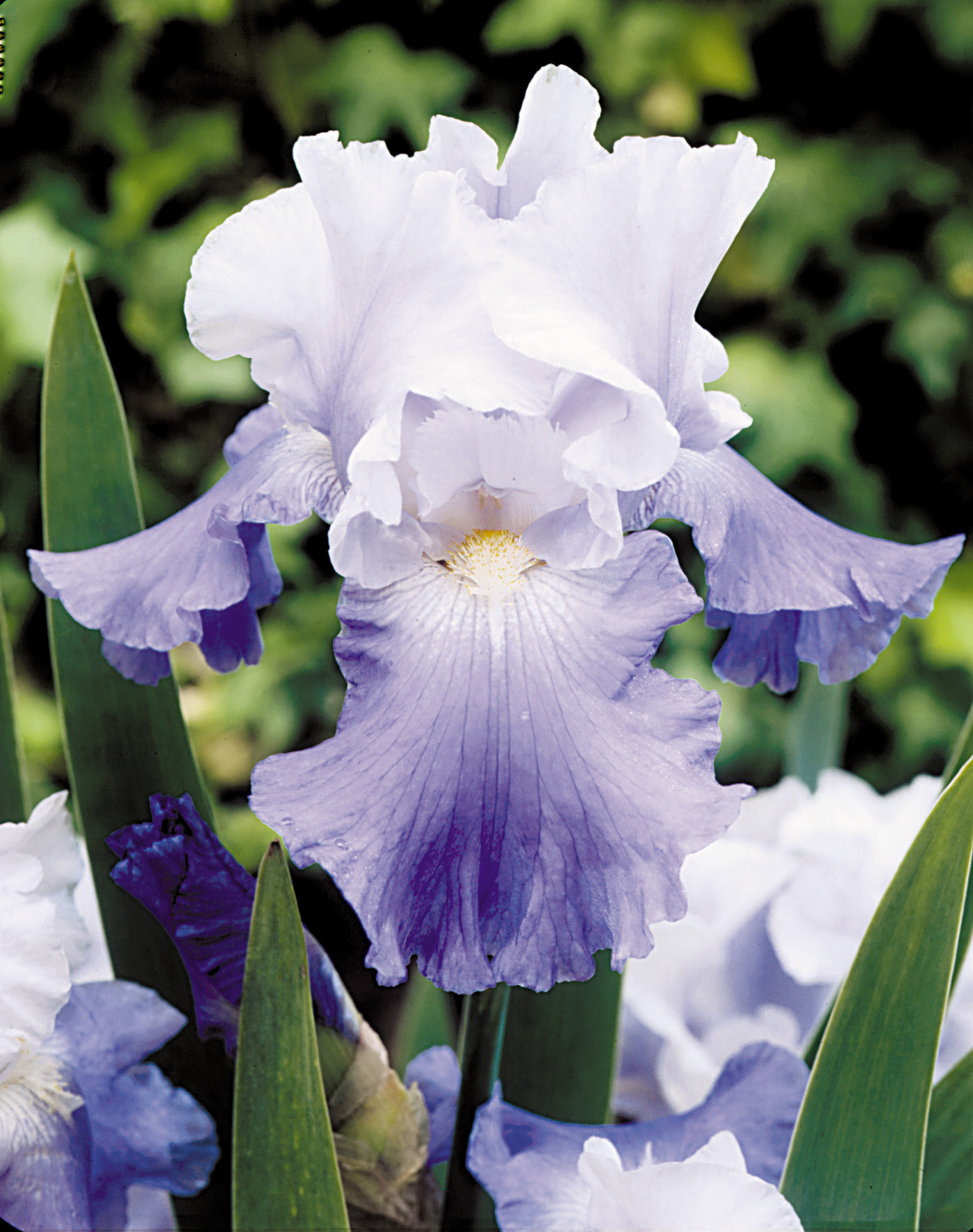 Iris germanica Royal Satin - JParkers
