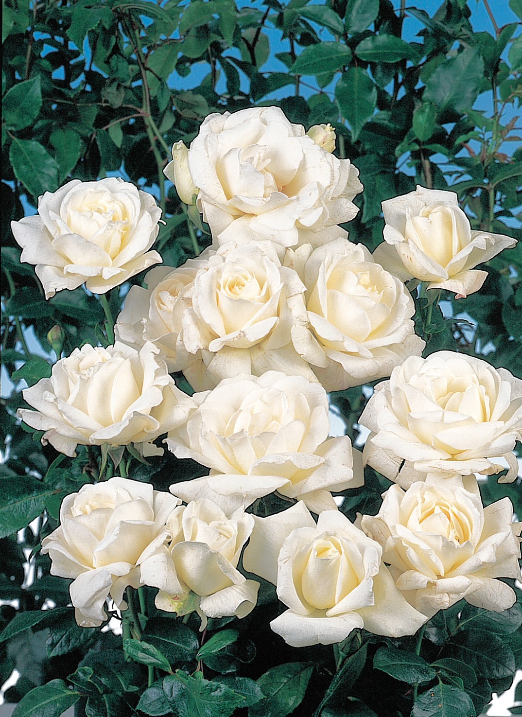 Buy Rose Climbing Icerberg | J Parker Dutch Bulbs