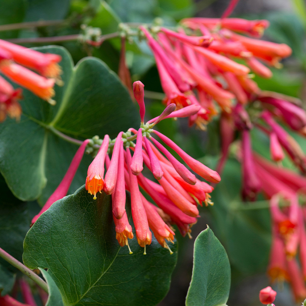 Buy Honeysuckle Dropmore Scarlet | J. Parker's Dutch Bulbs