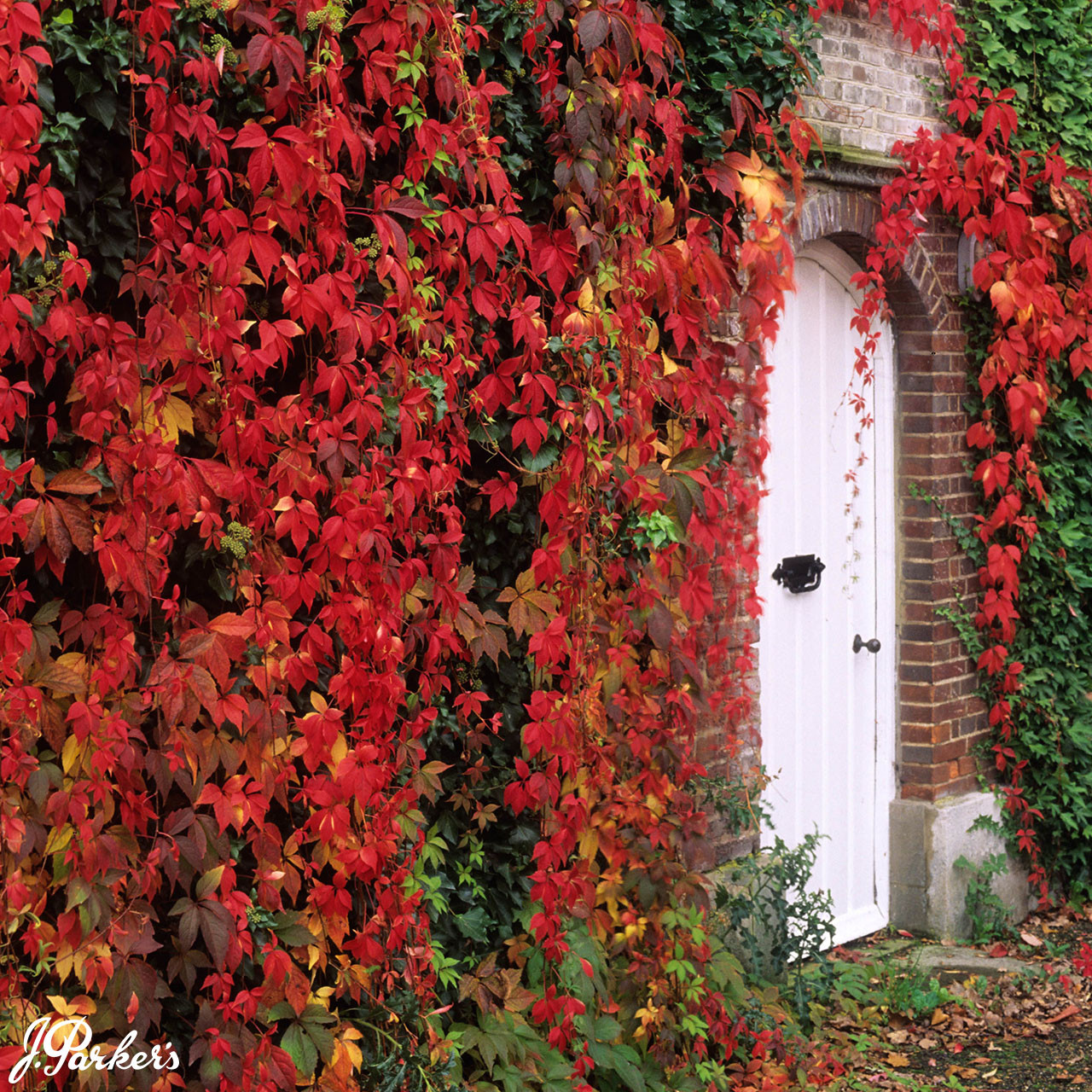 Buy Virginia Creeper (American Ivy) | J Parker Dutch Bulbs