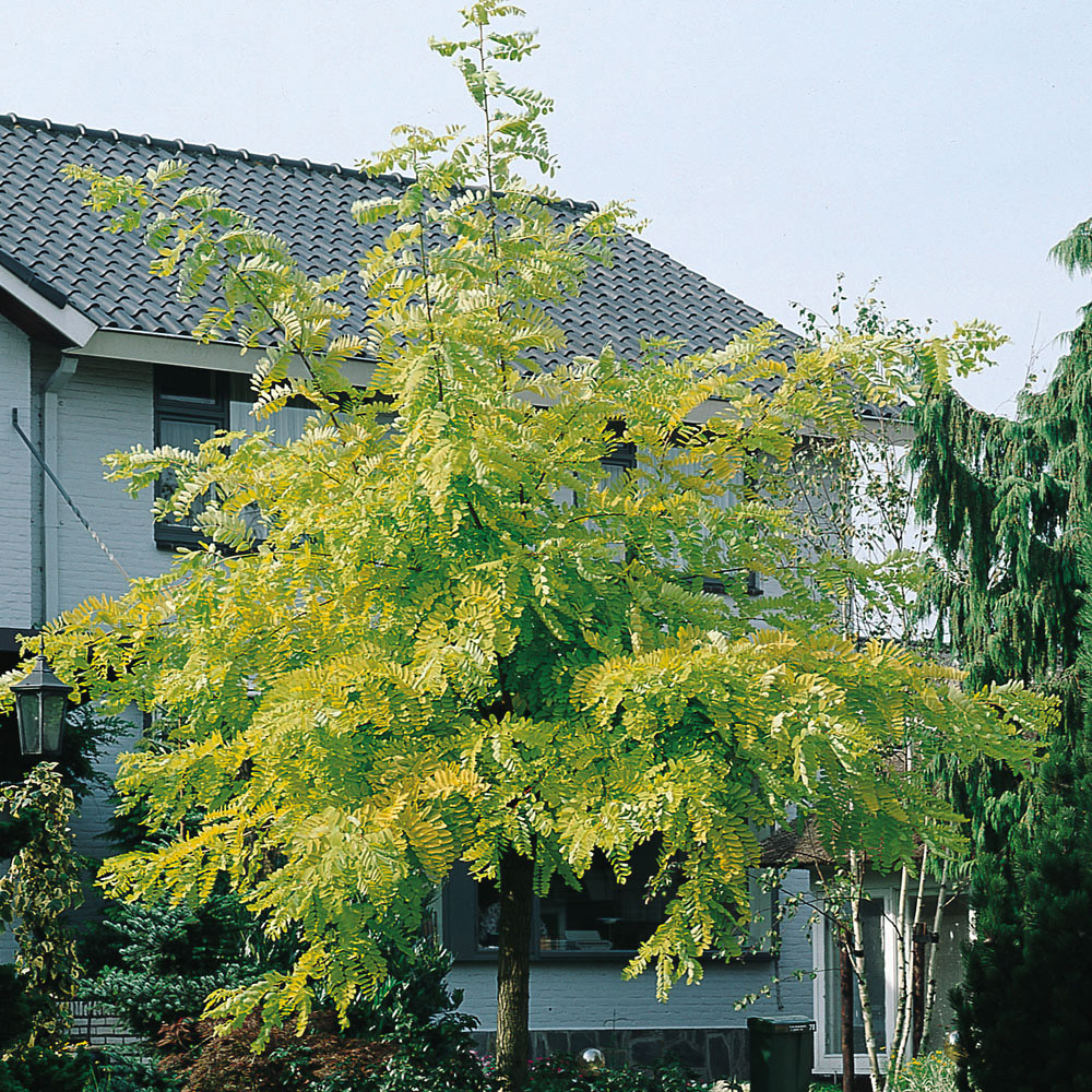Shop Robinia pseudoacacia Frisia | J. Parker's