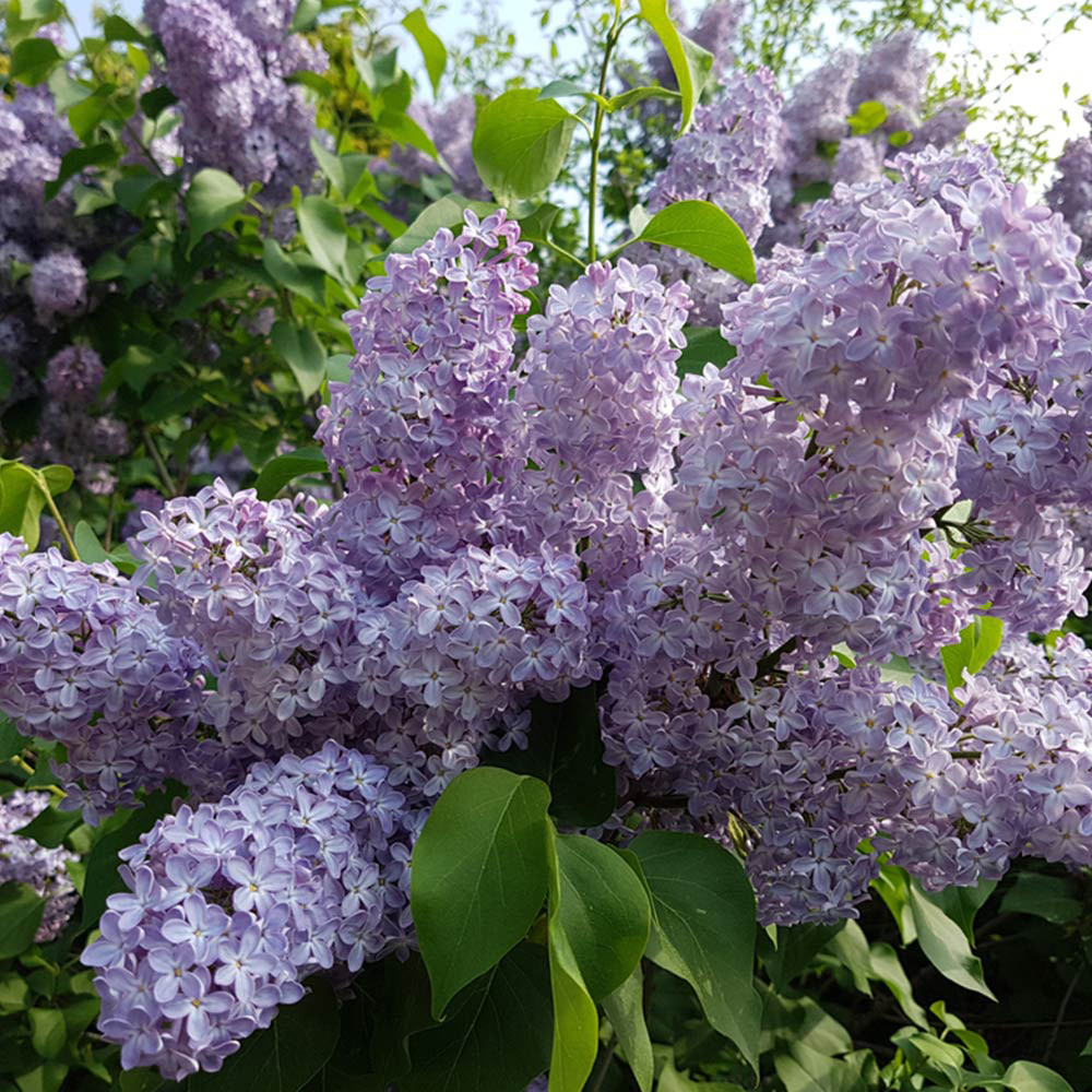 Syringa Lilac Katherine Havemeyer | J. Parker's