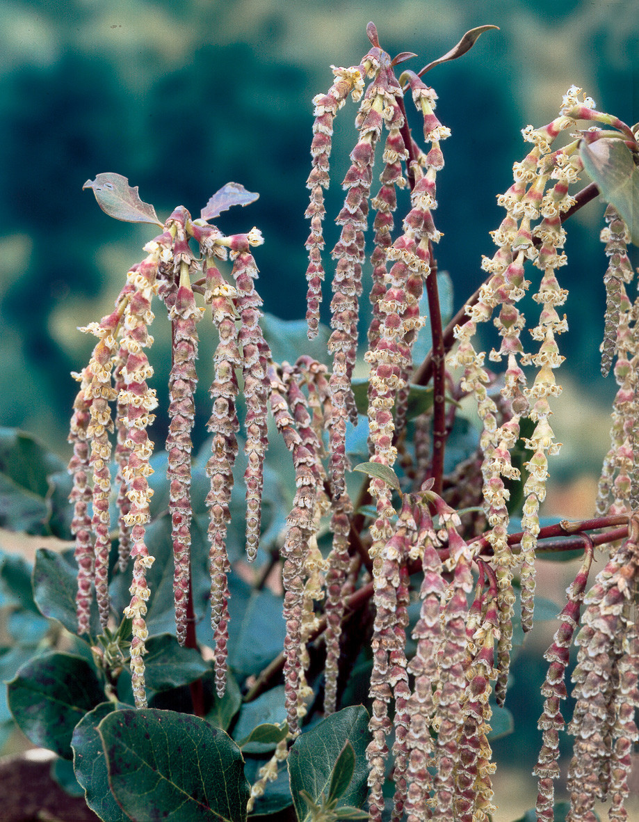 Garrya elliptica | J Parker Dutch Bulbs