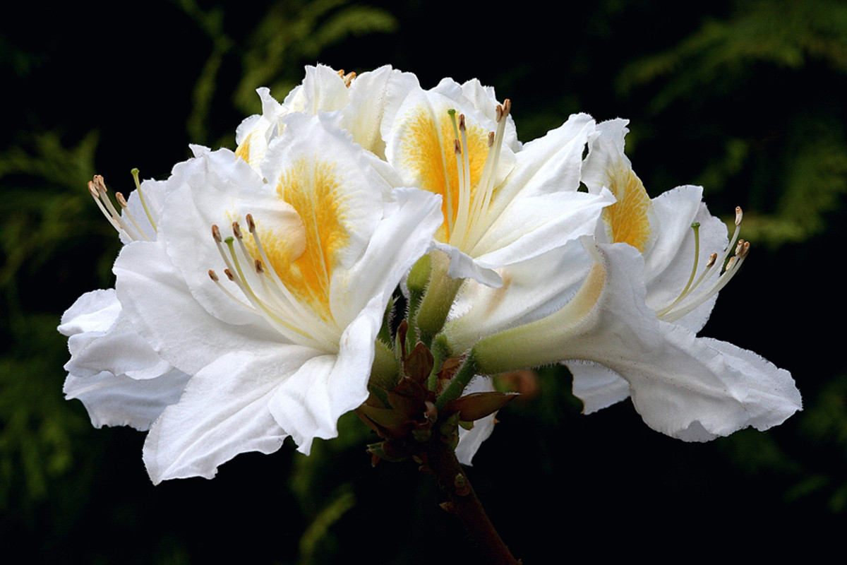 Buy Azalea Persil | J Parker Dutch Bulbs