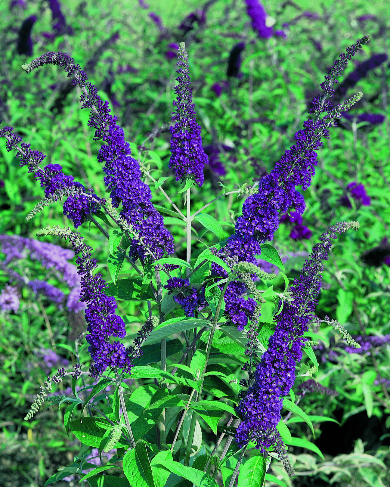 Buy Buddleia Empire Blue | J Parker Dutch Bulbs