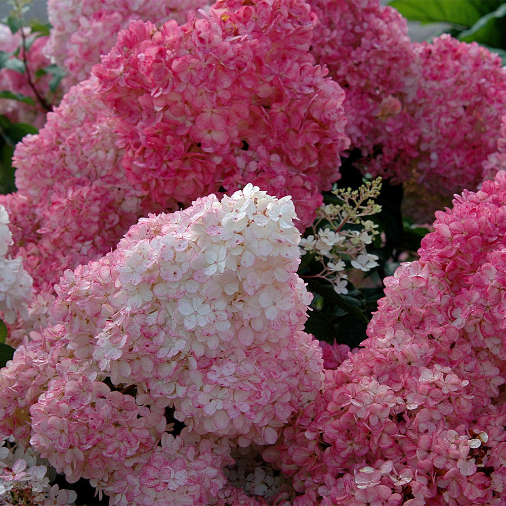 Buy Hydrangea Paniculata Vanilla Fraise | J Parkers