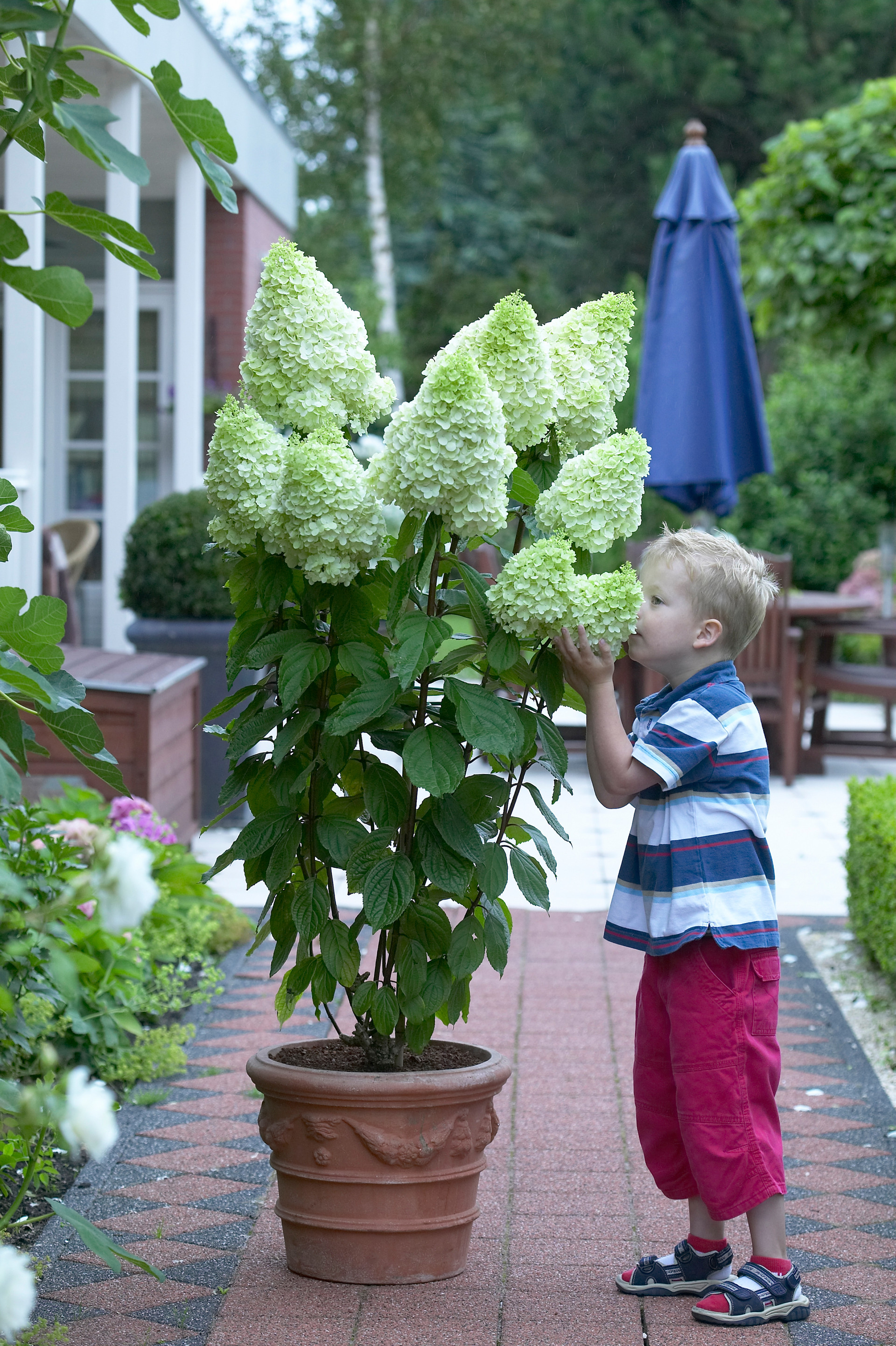Buy Hydrangea Magical Moonlight | J Parker Dutch Bulbs