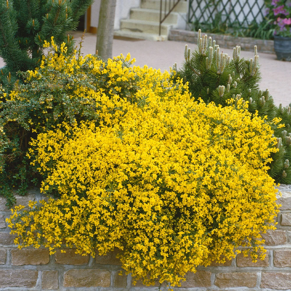 Buy Genista lydia at jparkers.co.uk