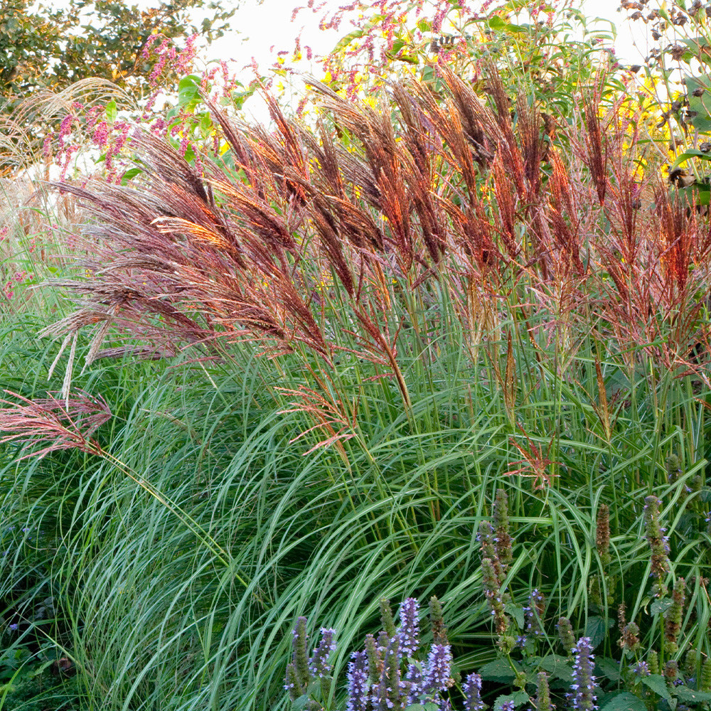 Shop Miscanthus (Silvergrass) sinensis 'Red Chief' | J. Parker's