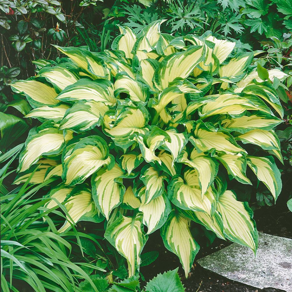Hosta Collection - JParkers