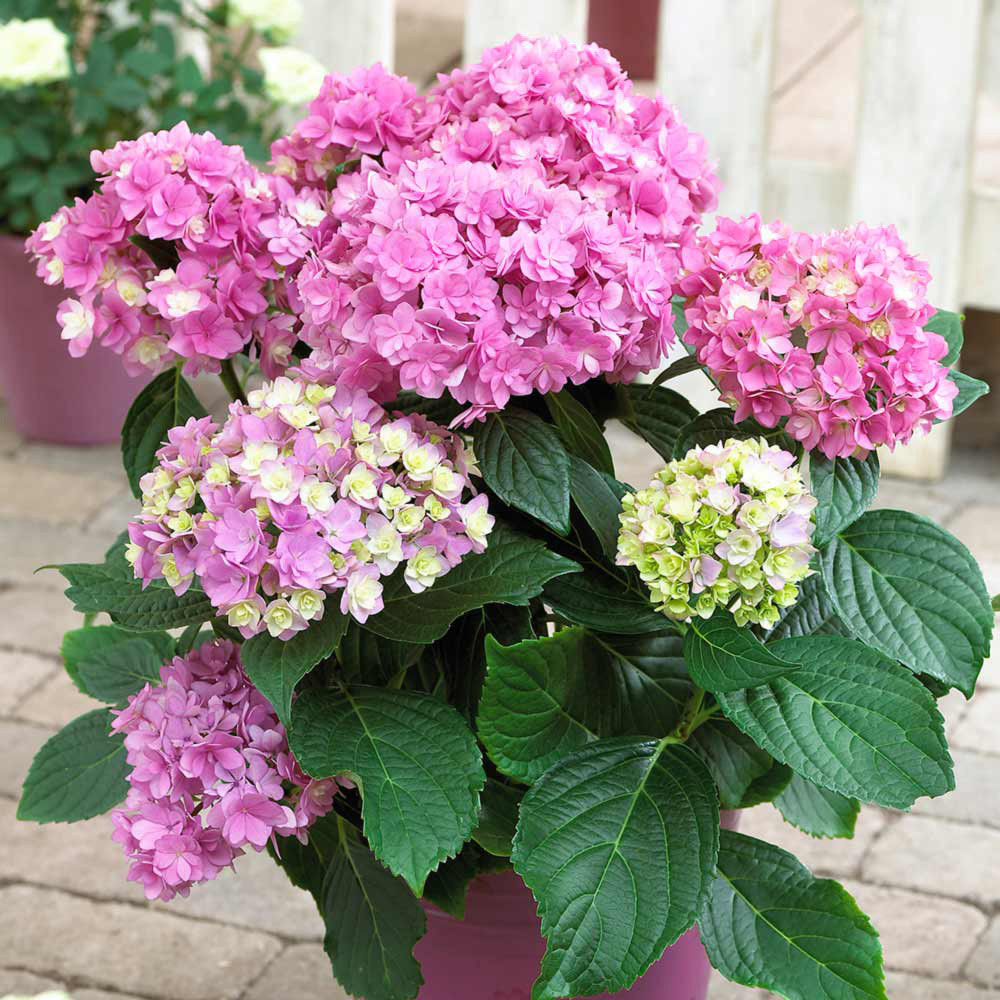 Hydrangea Together Collection - JParkers