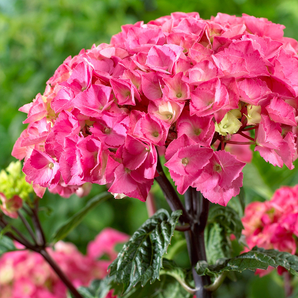 Hydrangea Black Steel Collection - JParkers