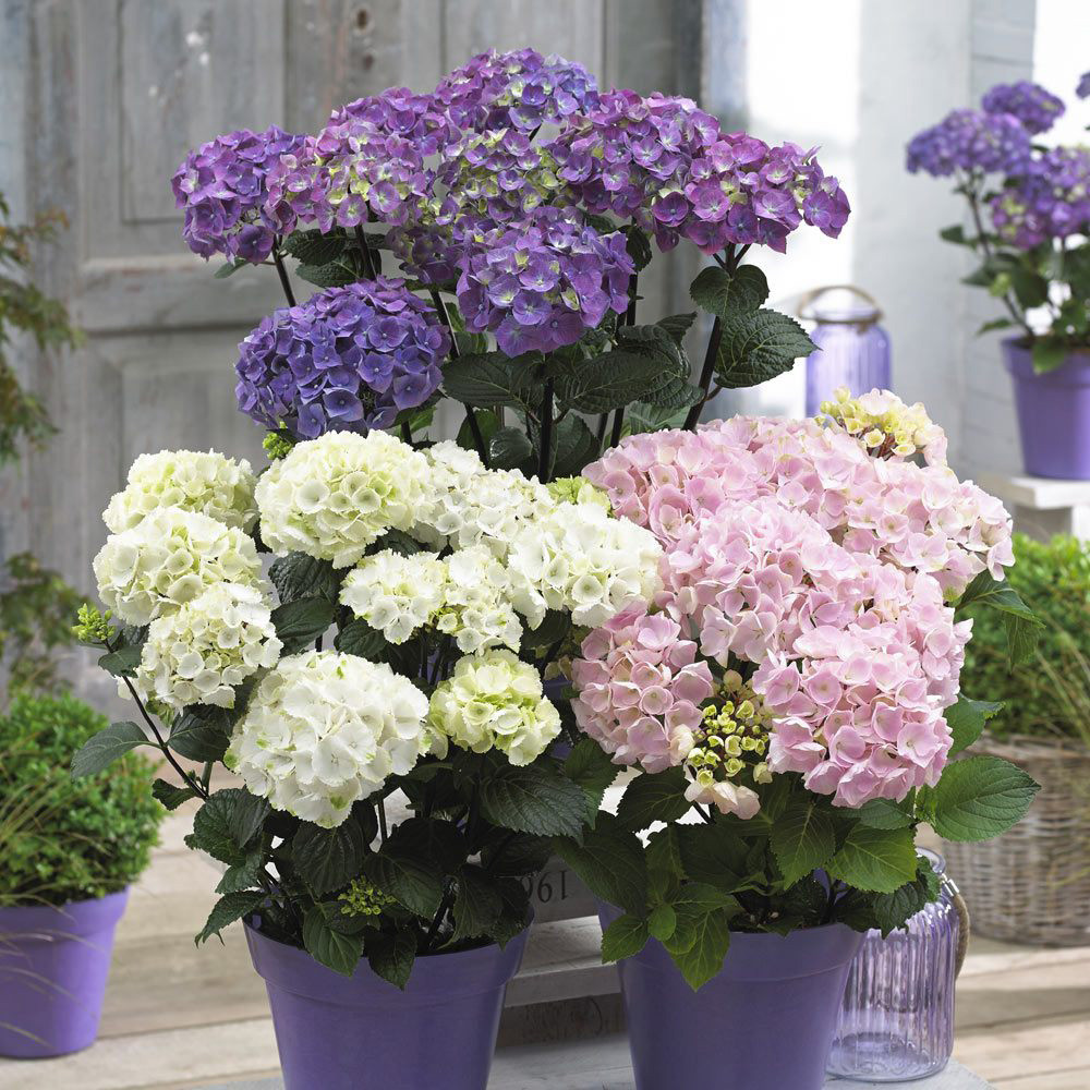 Hydrangea Black Steel Collection - JParkers