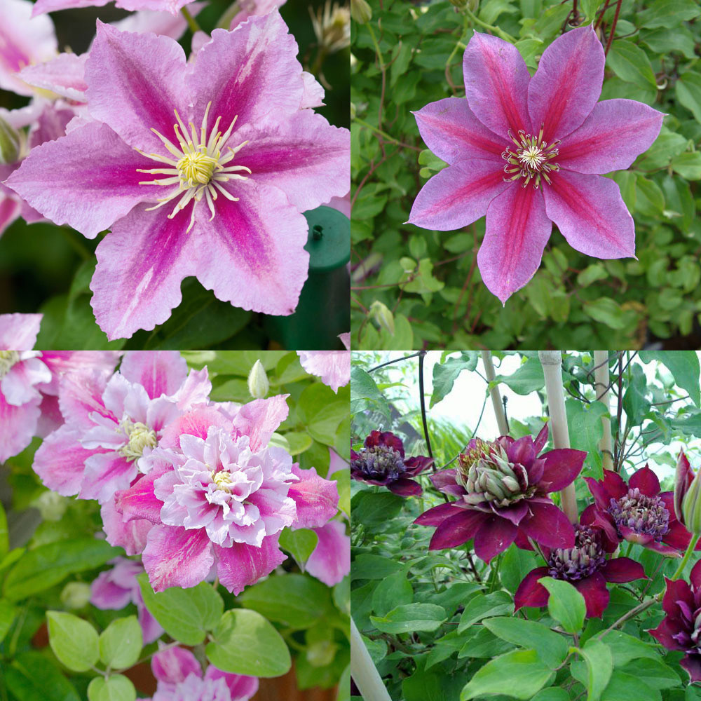 Double Season Clematis Collection