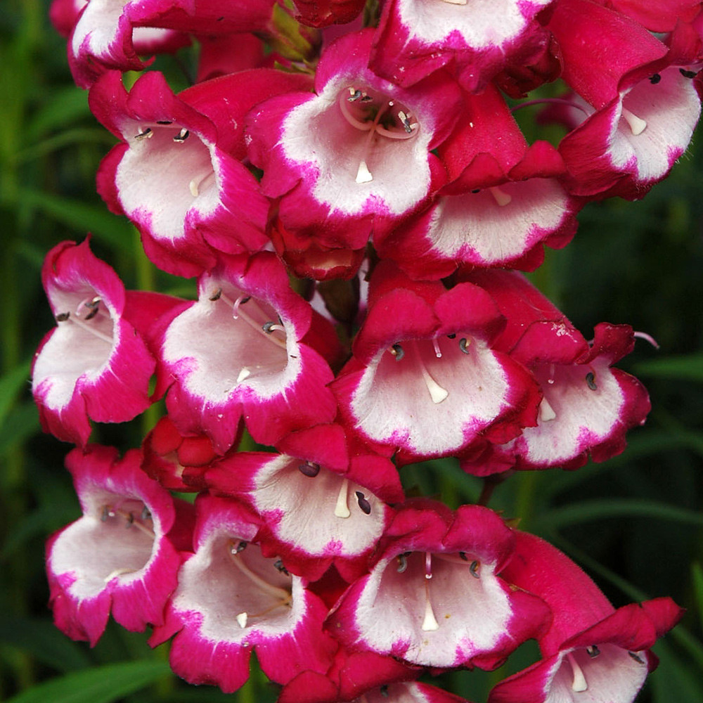 Penstemon Pensham Collection - JParkers