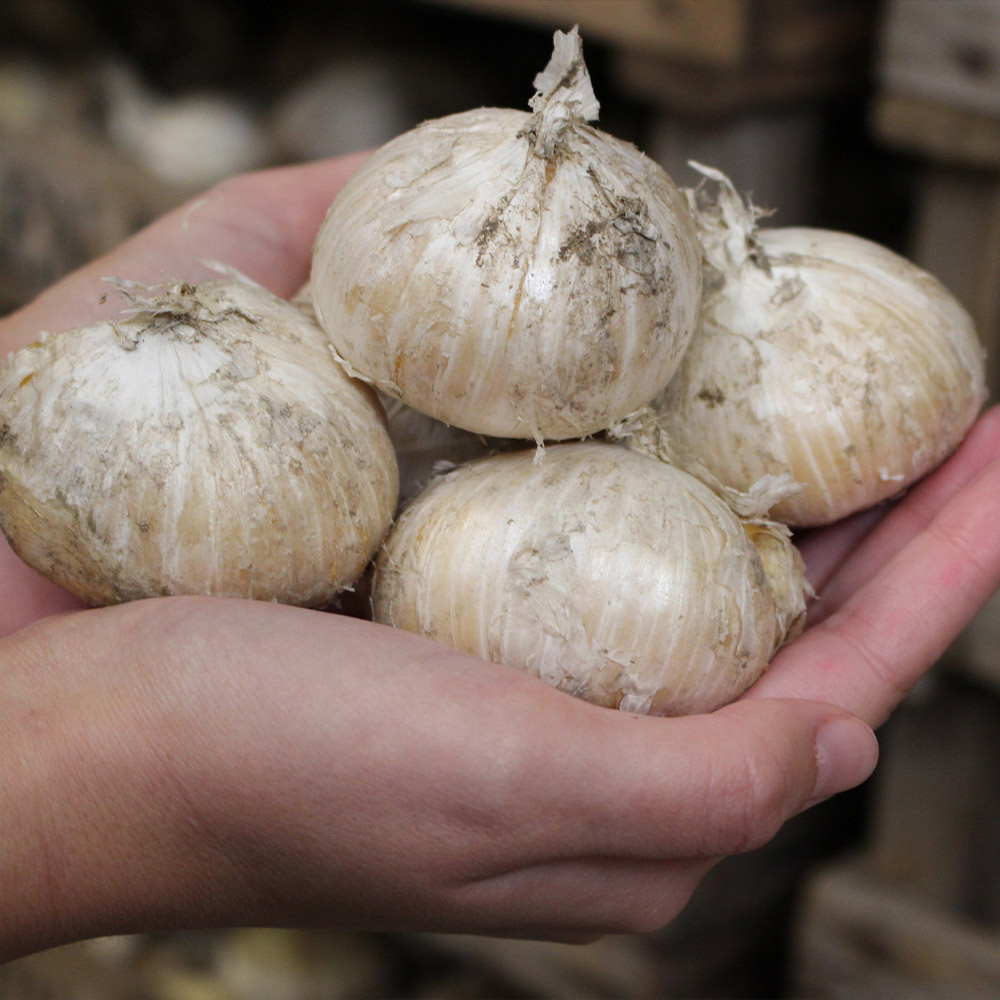 Giant Allium Collection 18cm+ - JParkers