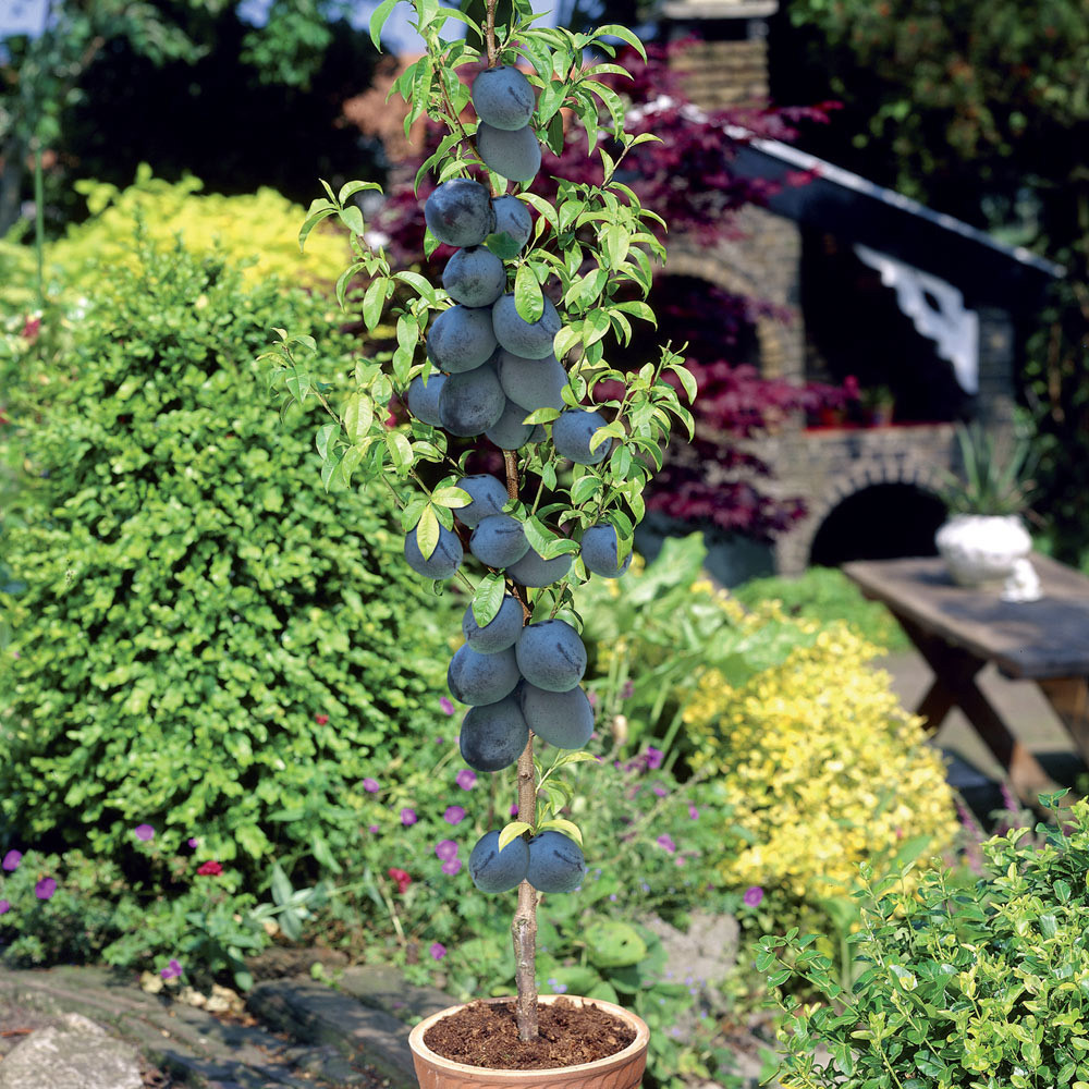 Miniature Patio Fruit Trees Collection x5 - JParkers