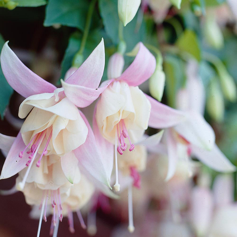 Fuchsia Trailing AGM Collection - JParkers