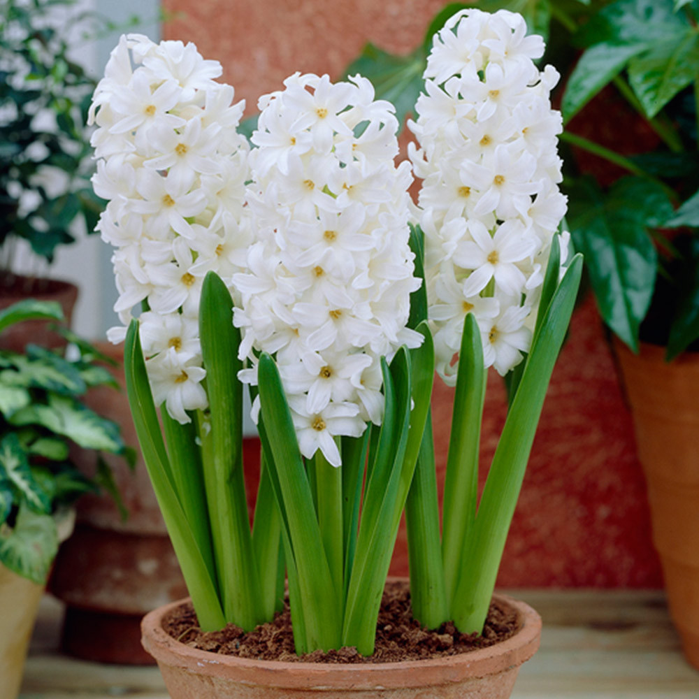 Prepared Hyacinth Collection 16/17cm - JParkers
