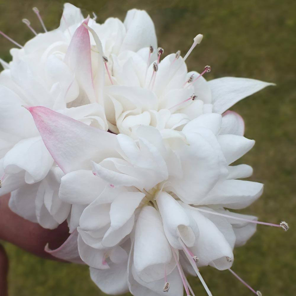 Fuchsia Giant Trailing Collection - JParkers