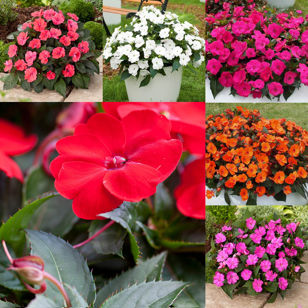 Buy Impatiens Sunpatiens compact Collection for less with J. Parker's
