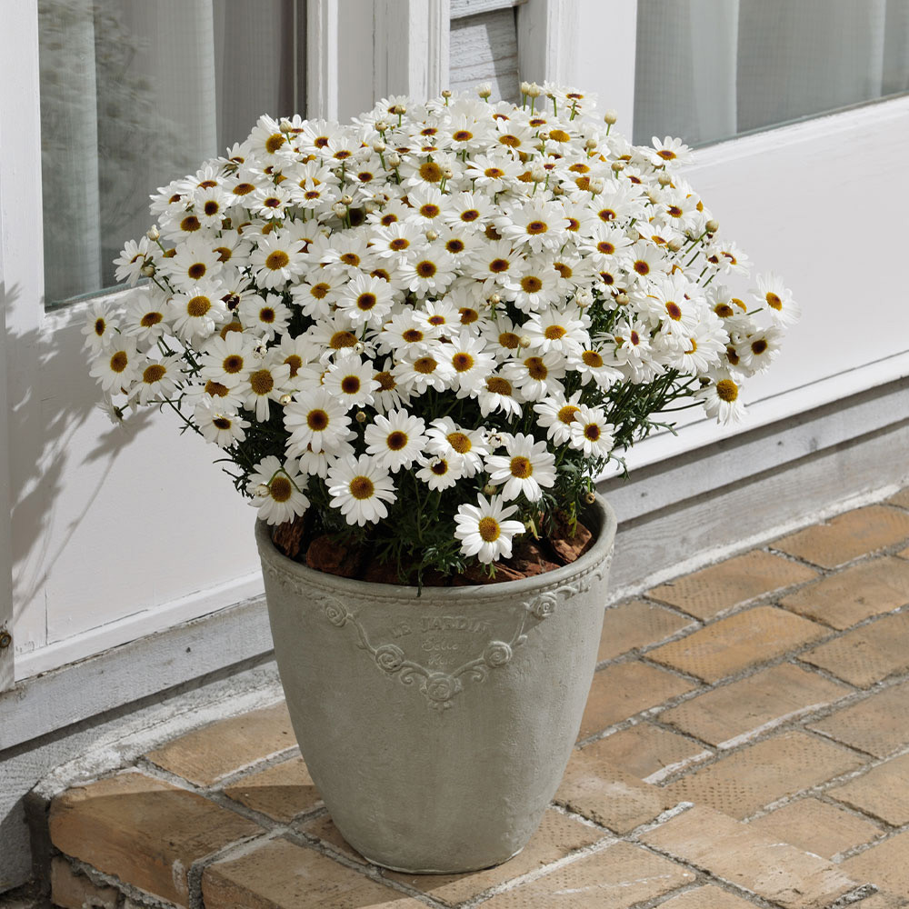 Buy Argyranthemum Grandaisy Collection for less with J. Parker's