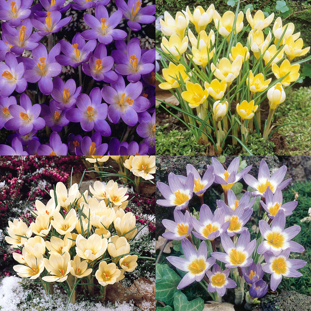 100 Crocus Species Winter Flowering Collection - JParkers
