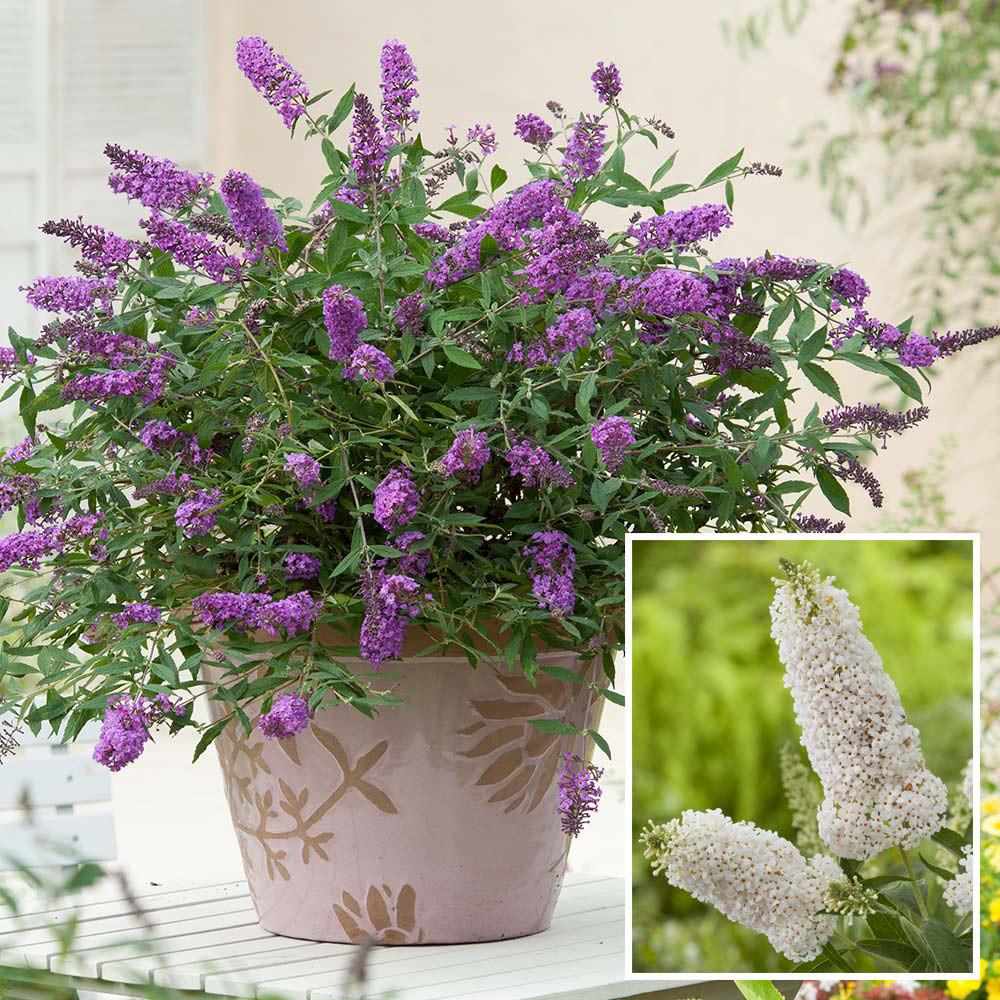 Buddleia Miniature Collection - JParkers