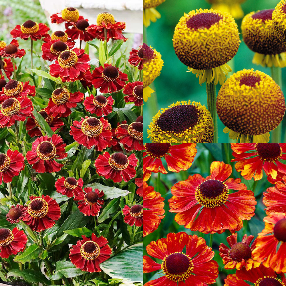 Helenium Collection (Loose Roots) - JParkers