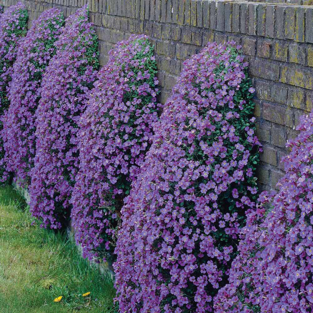 Alpine Perennial Collection - JParkers