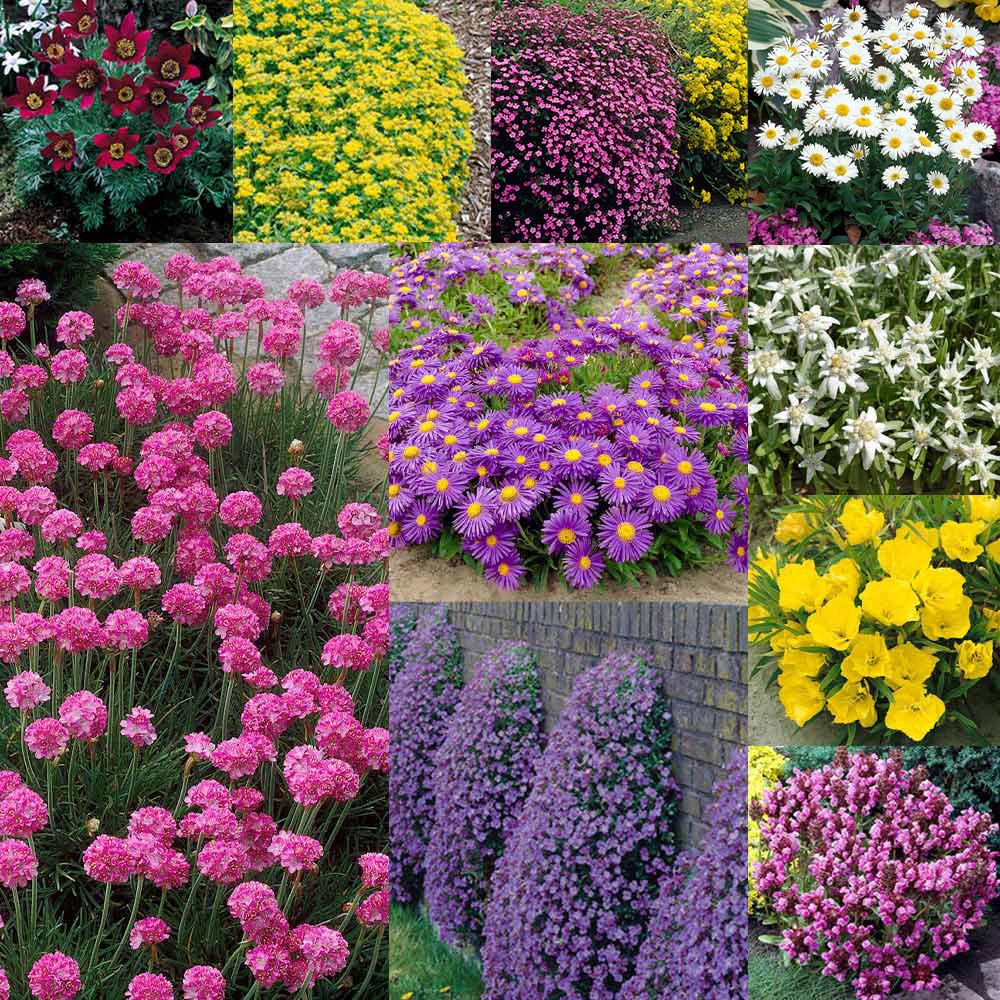 Alpine Perennial Collection - JParkers