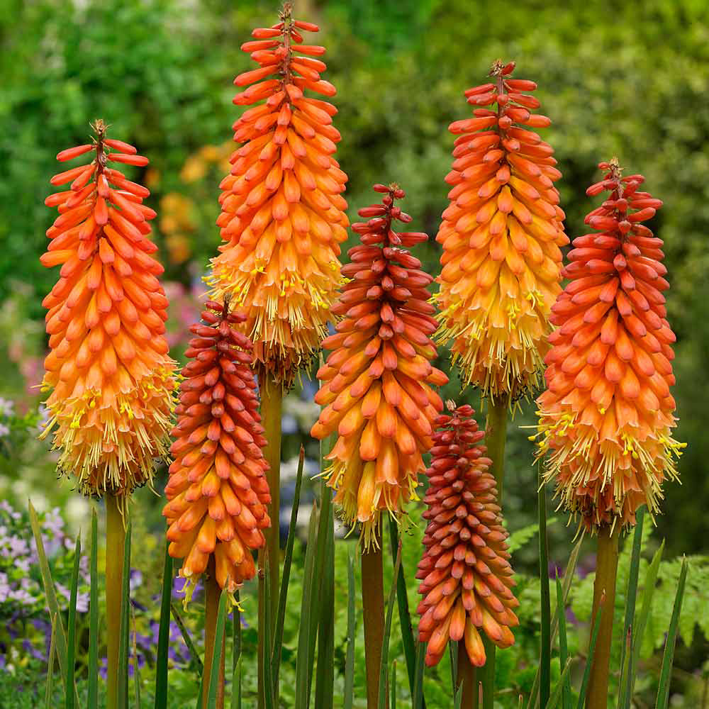 Shop Kniphofia (Red Hot Poker) Collection | J. Parker's