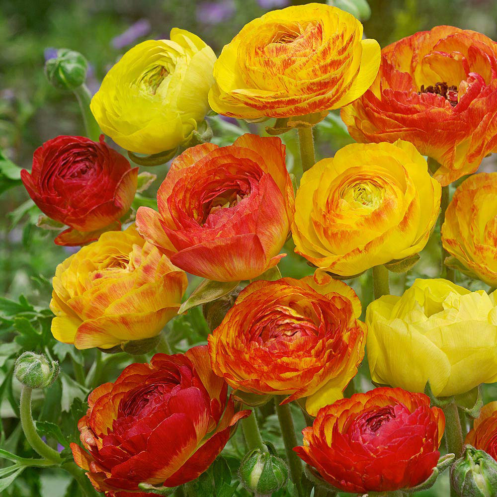 Ranunculus Picotee Collection 6/7cm - JParkers