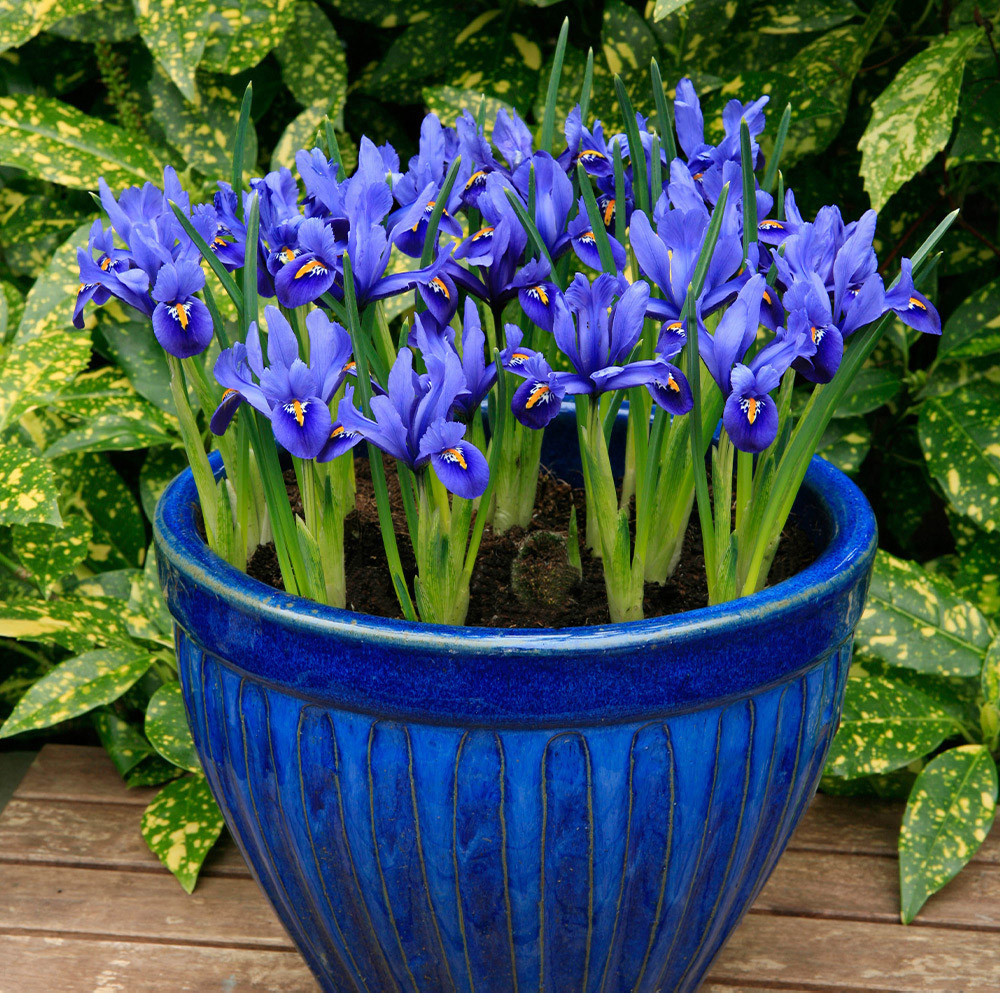 Iris Spring Flowering Collection - JParkers