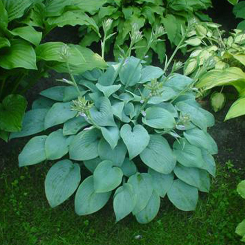 Hosta Fragrance Collection - JParkers