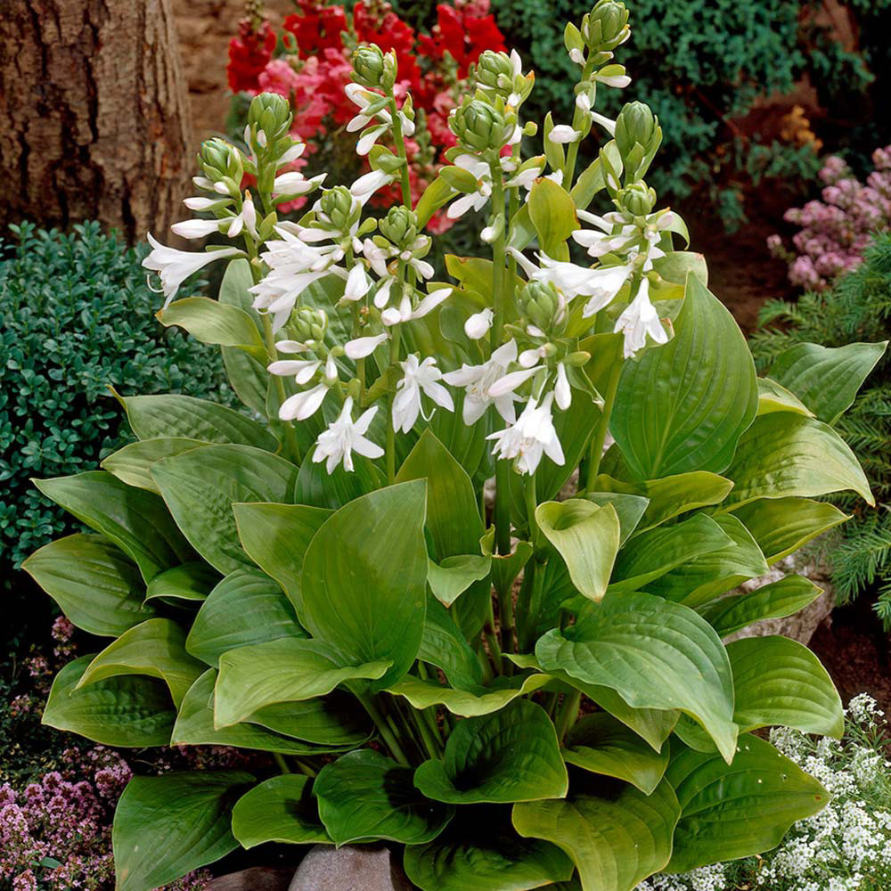 Hosta Fragrance Collection - JParkers