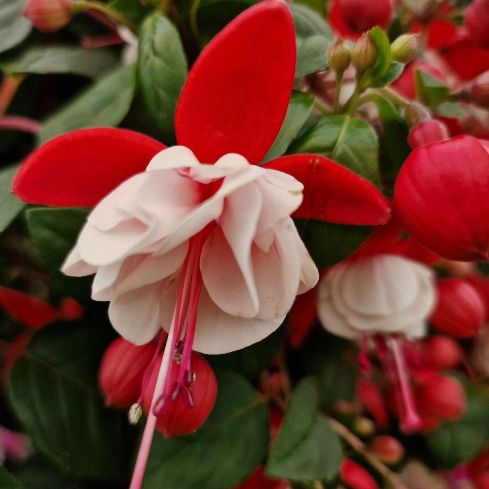 Unusual Award Winning Trailing Fuchsia Collection (Pack 24) - JParkers
