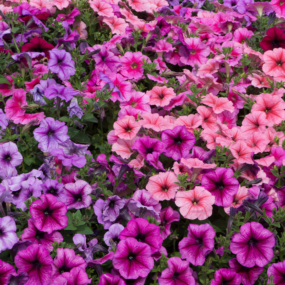 Petunia Mixtures Collection - JParkers