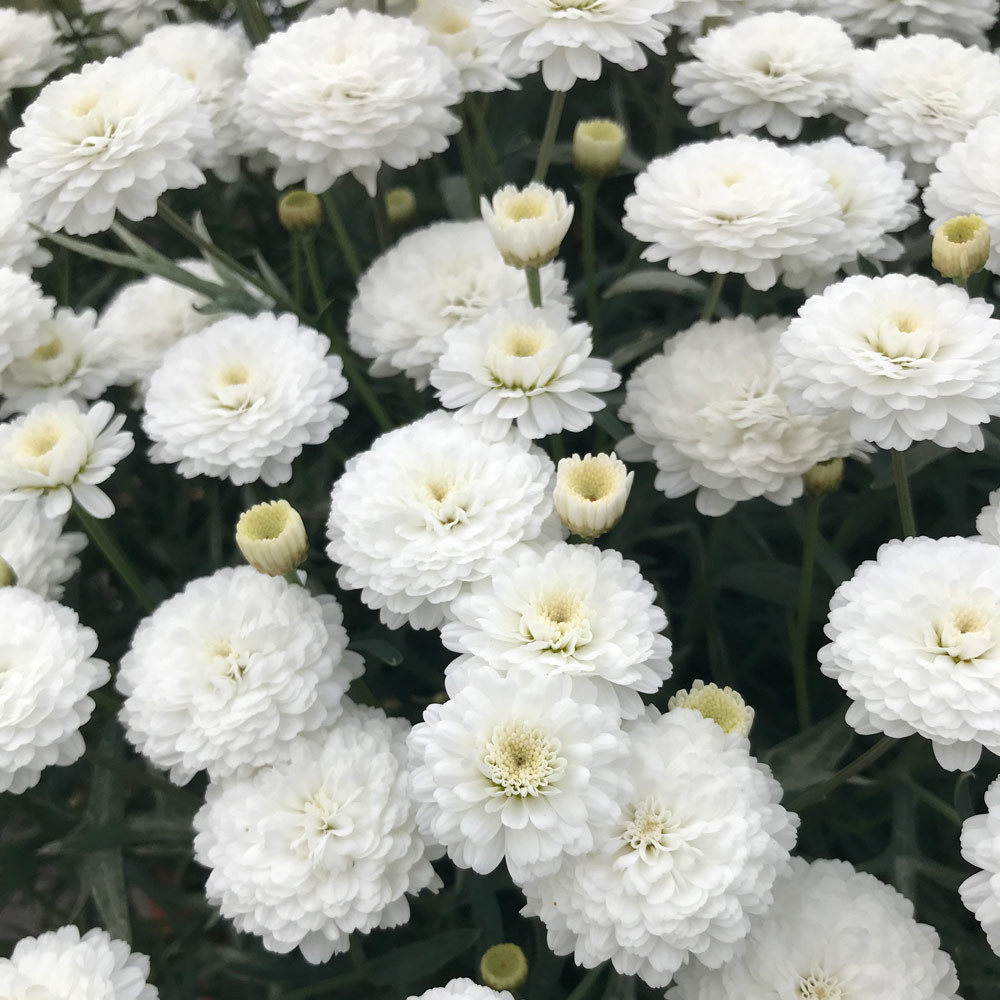 Argyranthemum aramis Double Collection - JParkers