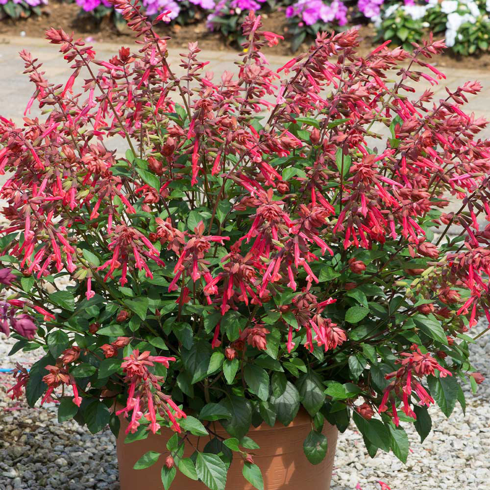 Salvia Salmia Collection - JParkers