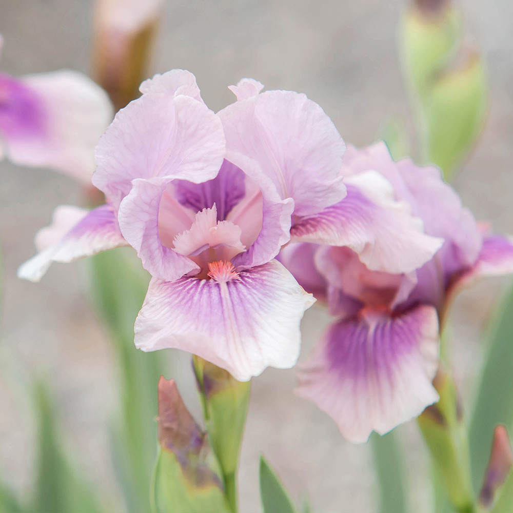 Iris germanica 'Raspberry Flush' - JParkers