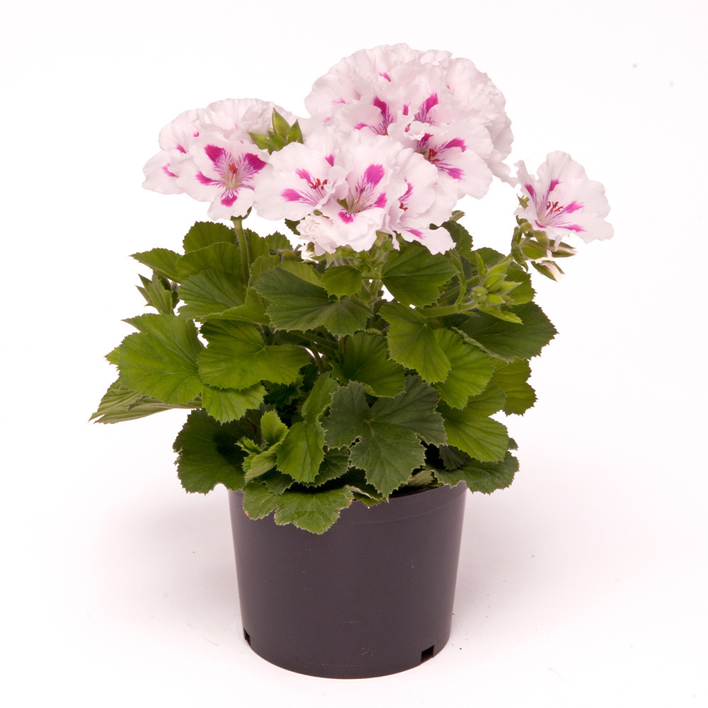 Buy Geranium Elegance Royalty White | J. Parker's