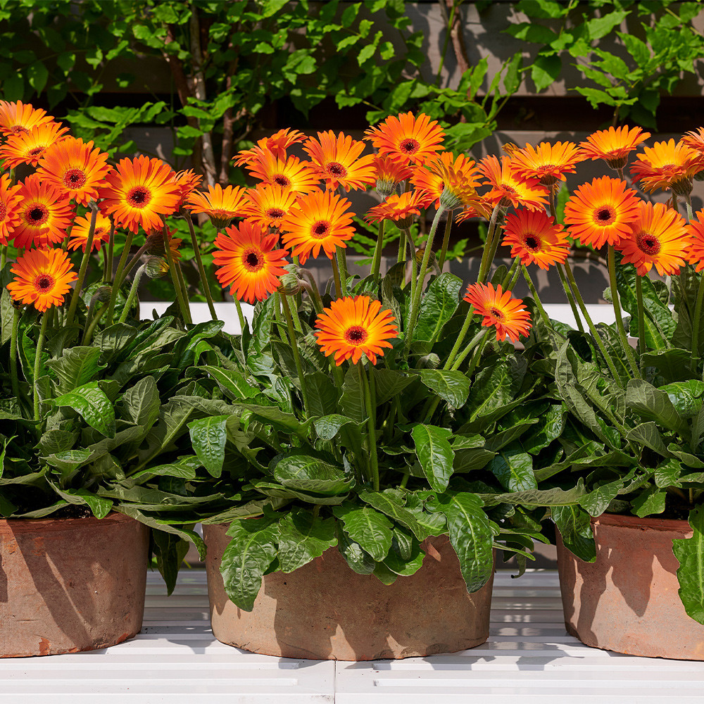 Shop Gerbera Garvinea Sweet Sunset from J. Parker's