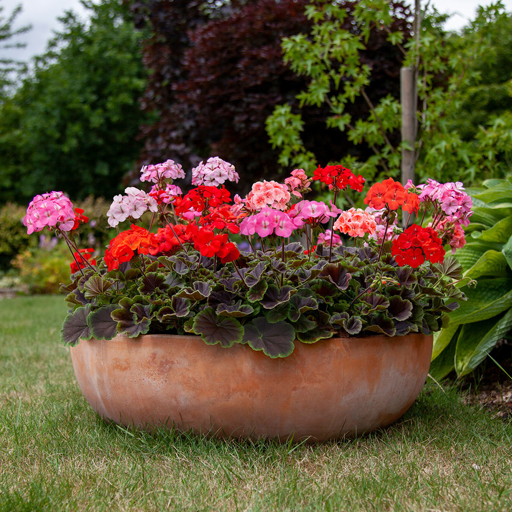 Geranium Horizon Shadow Mix (Garden Ready) from J. Parker's