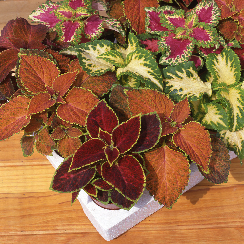 Dwarf Coleus Wizard Mixed - JParkers