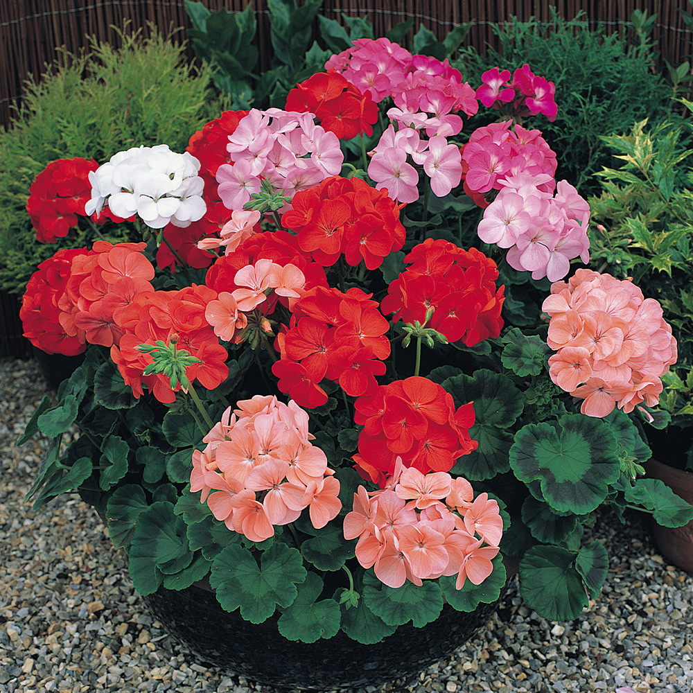 Shop Geranium Horizon Mix (Garden Ready) from J. Parker's