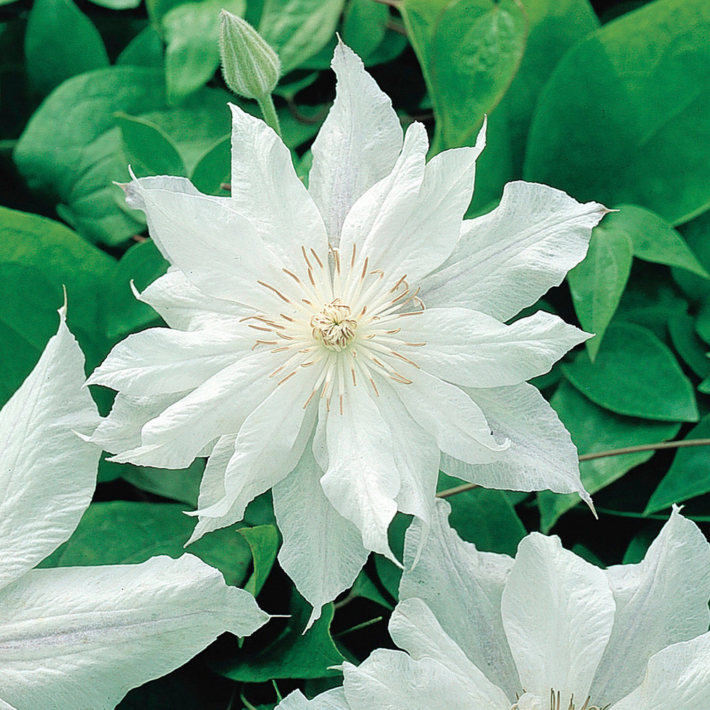 Clematis Hybrid Collection A - JParkers