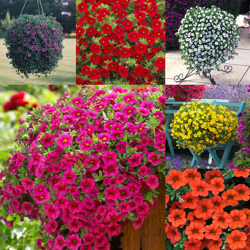 Buy Calibrachoa Million Bells Collection | J. Parker's