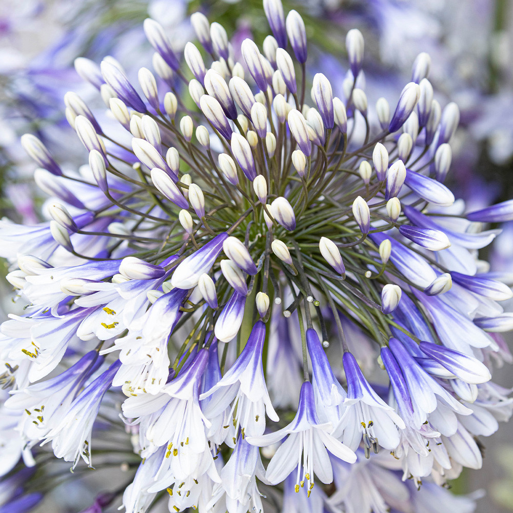 Agapanthus Fireworks - JParkers